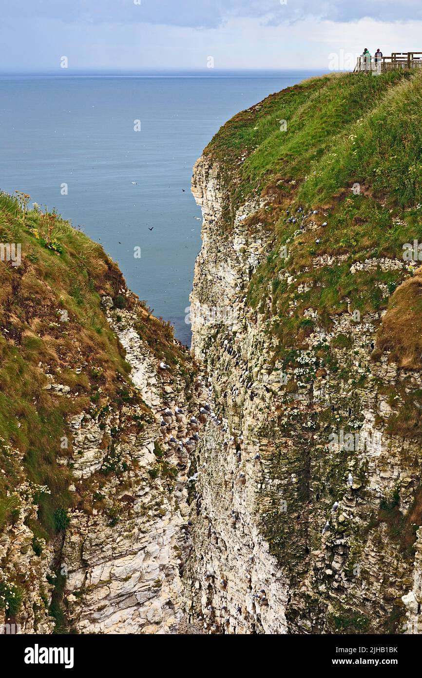 Colonies seabirds hi-res stock photography and images - Alamy