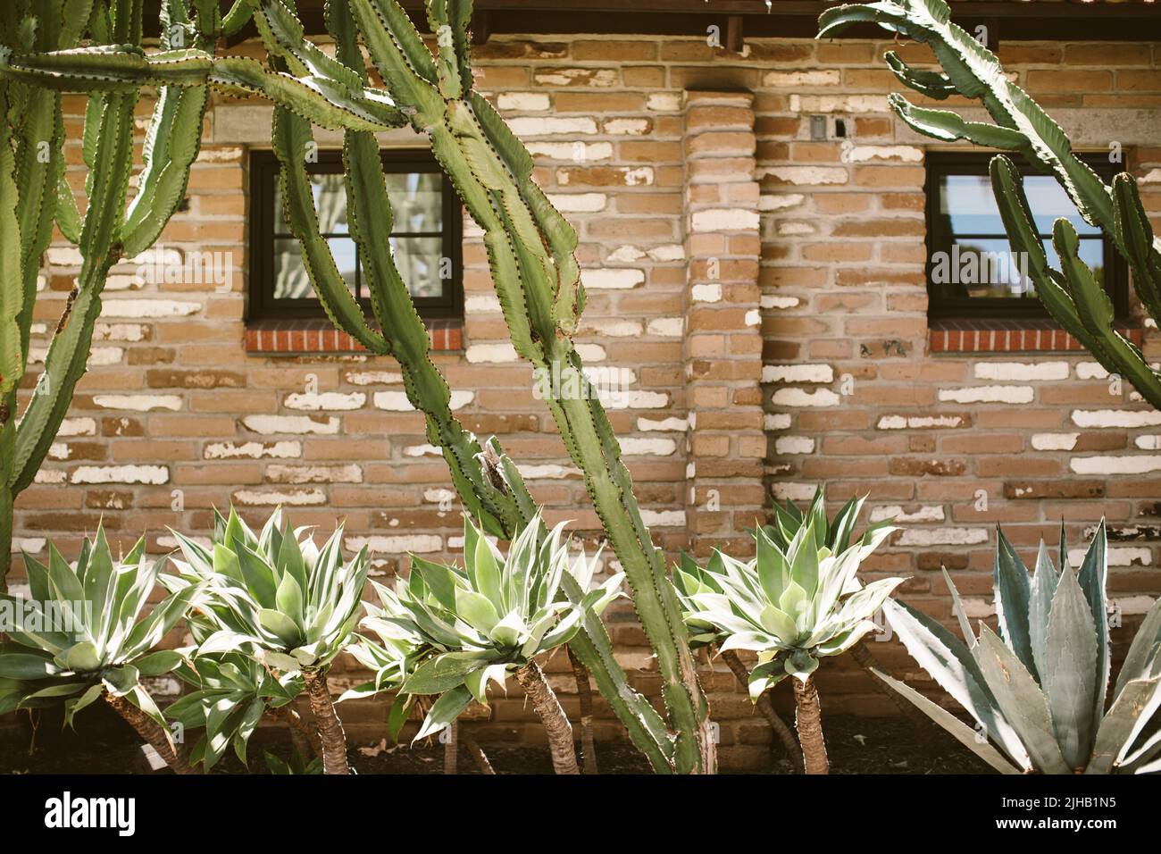 A southwestern architecture with cacti and agave plants Stock Photo - Alamy