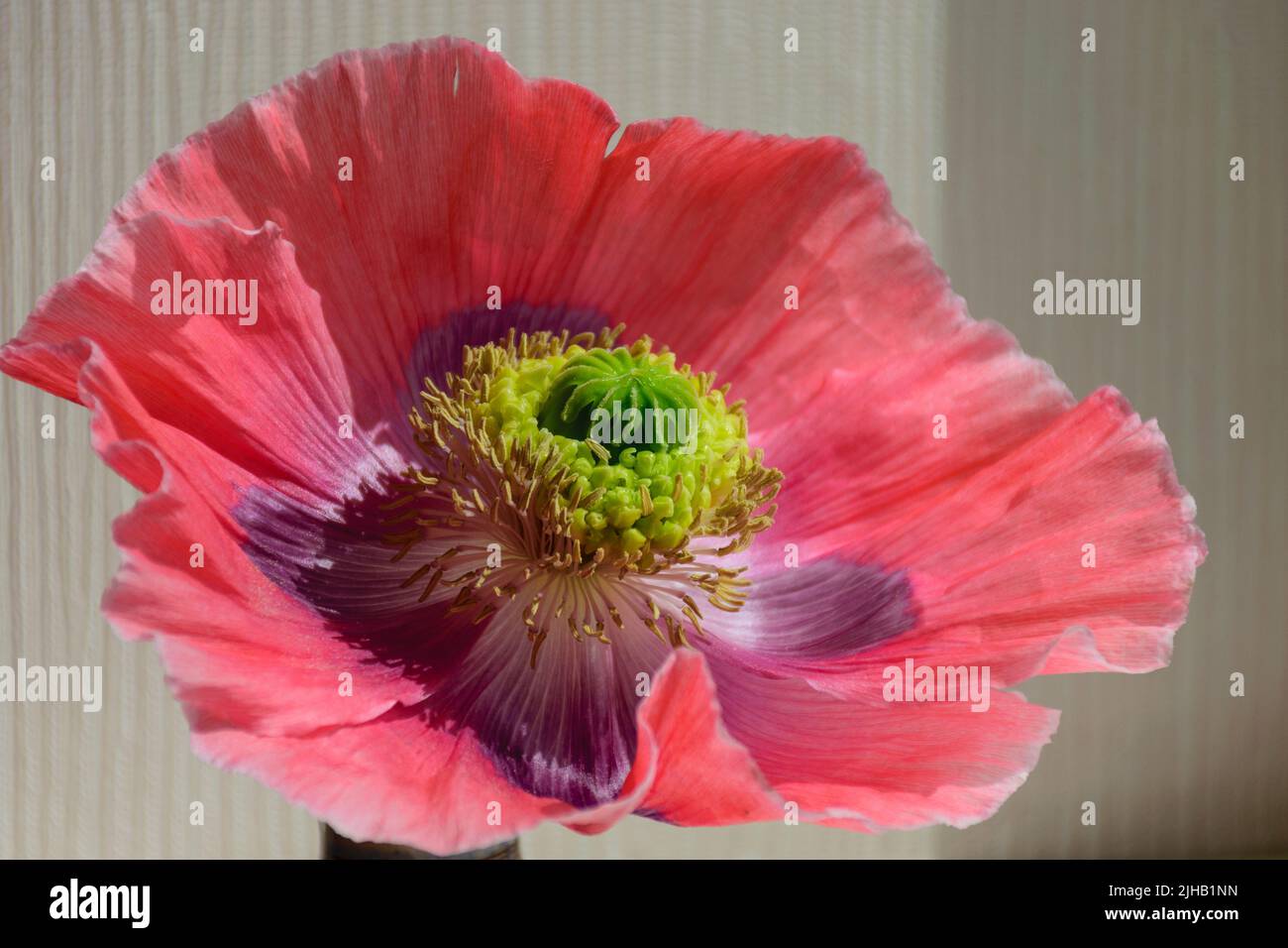 photograph of a poppy flower and pollen, the inside of an immature ...