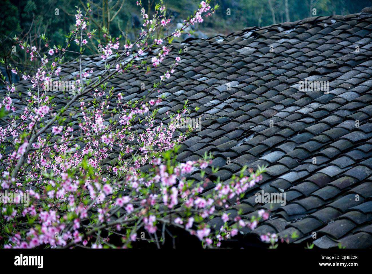 Spring in Lao Chai village in Ha Giang, Vietnam with peach blossoms ...