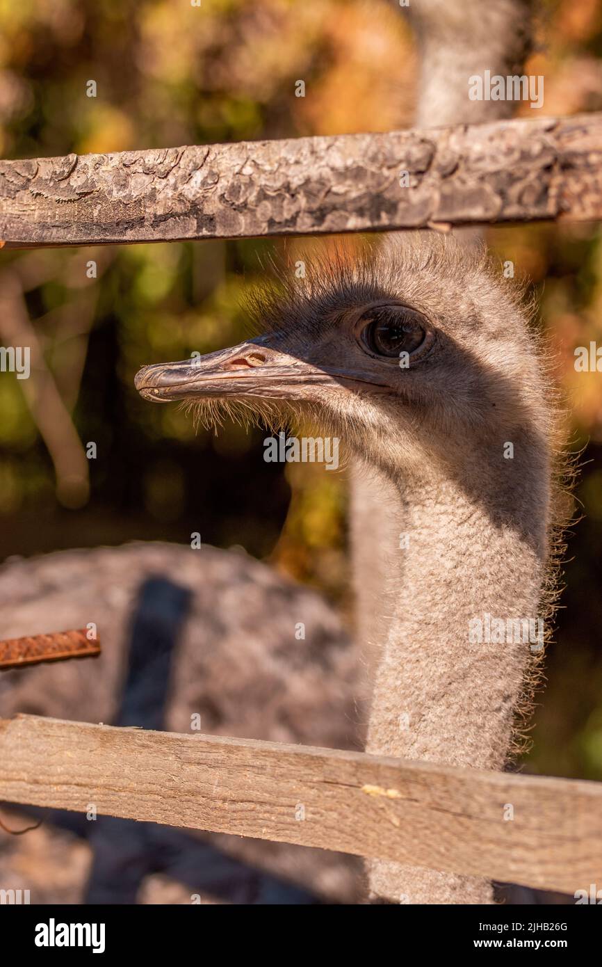 A closeup portrait of a common ostrich (Struthio camelus Stock Photo ...