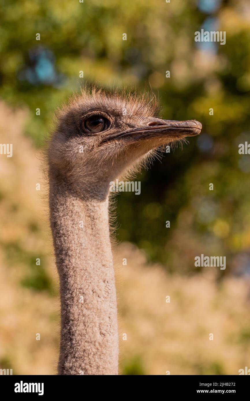 A closeup portrait of a common ostrich (Struthio camelus Stock Photo ...