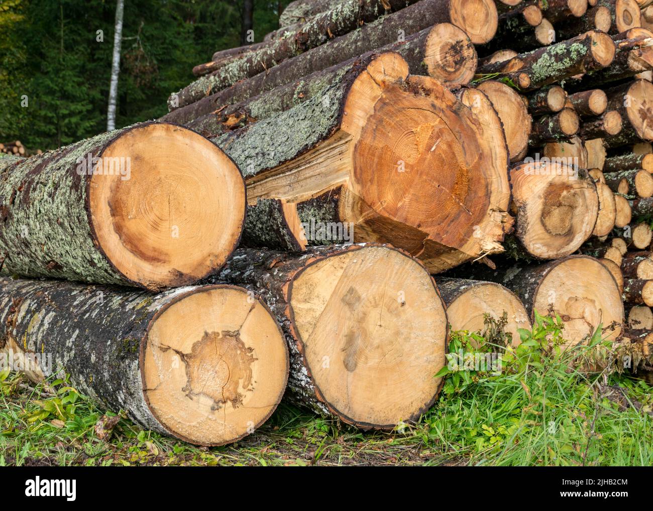 landscape with wooden logs on the side of the road, trees prepared for ...