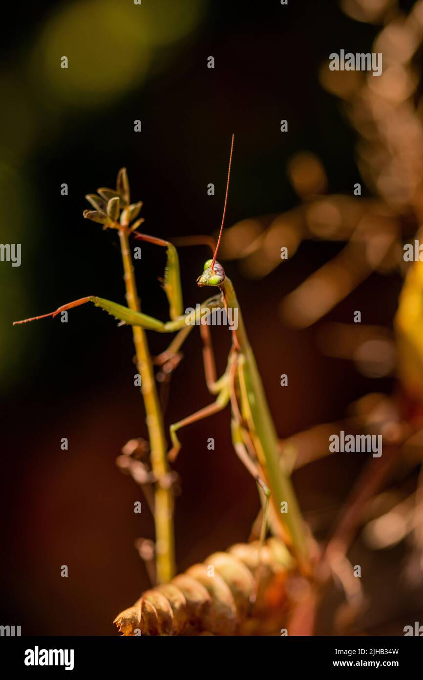 A macro of a European mantis (Mantis religiosa) on a plant Stock Photo ...