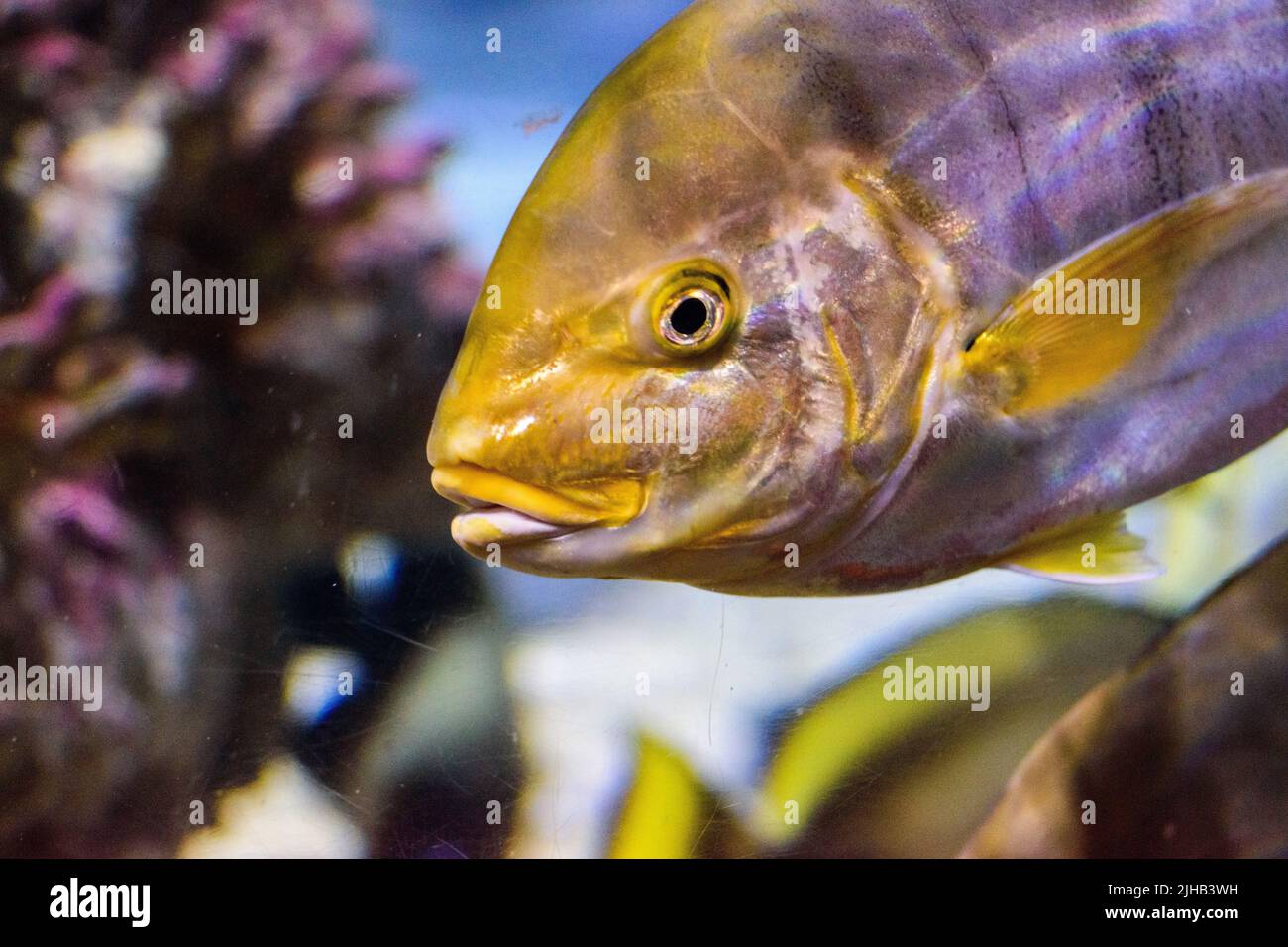 A closeup of golden trevally (Gnathanodon speciosus Stock Photo - Alamy