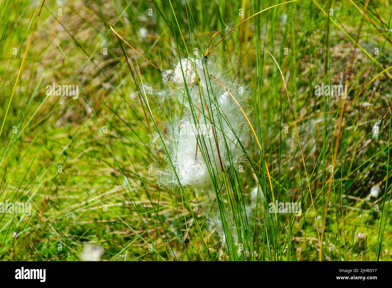 summer landscape with a swampy lake shore, plant vegetation ...
