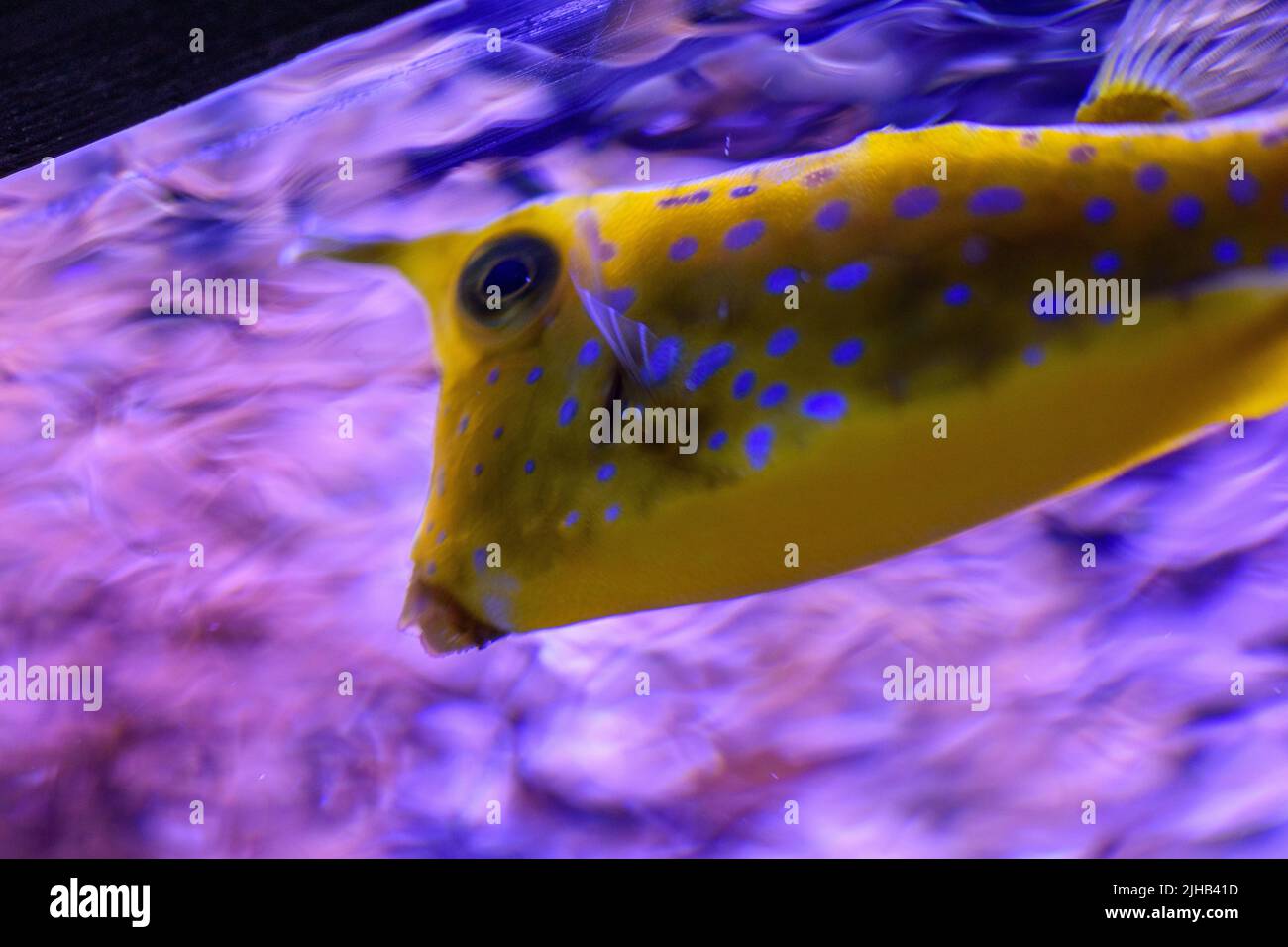 A closeup of a longhorn cowfish (Lactoria cornuta Stock Photo - Alamy