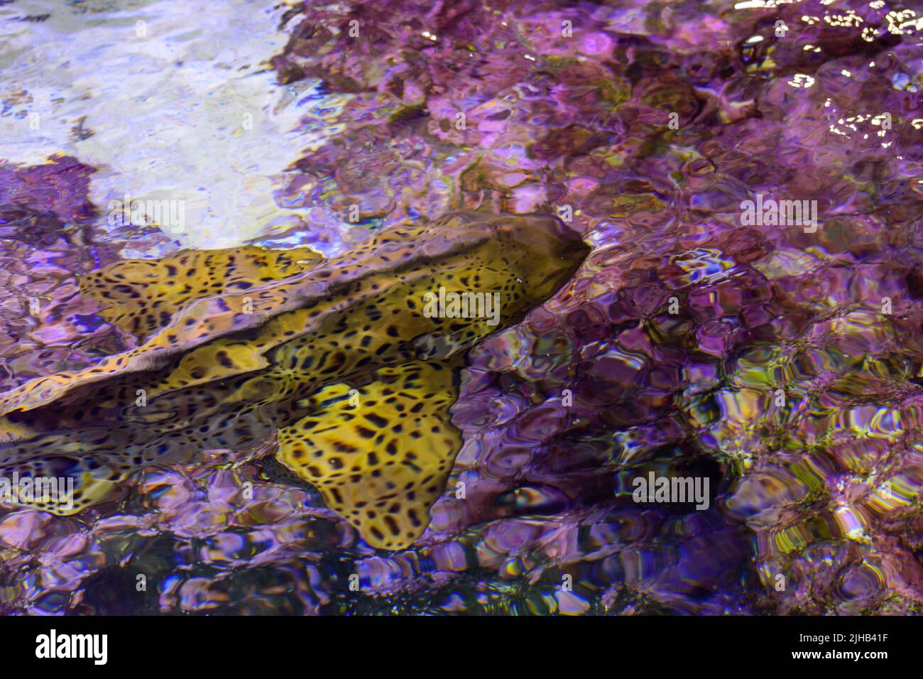 A fish from the surface of the water Stock Photo - Alamy