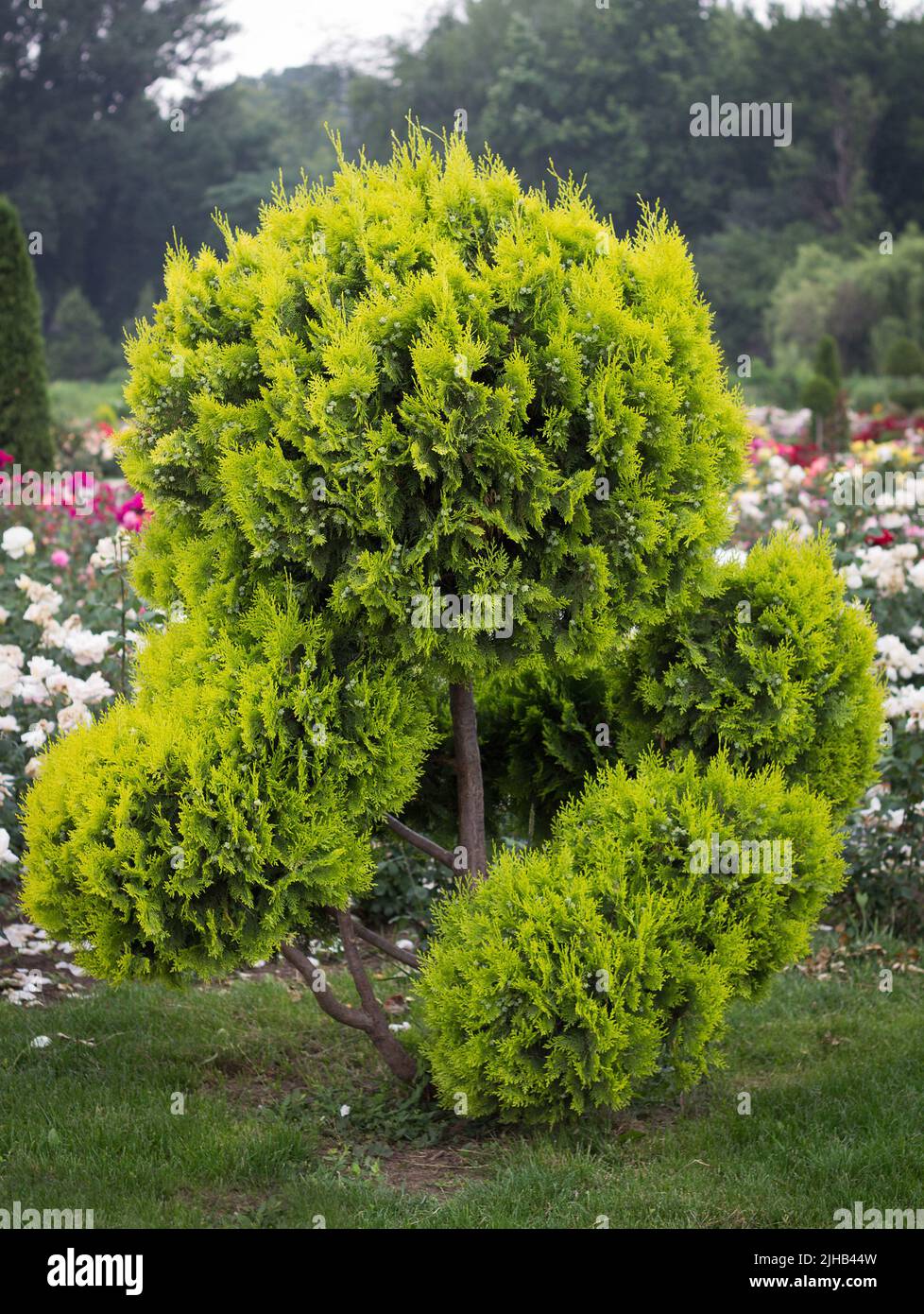 Decorative tree in Formal Garden with flovers Stock Photo - Alamy