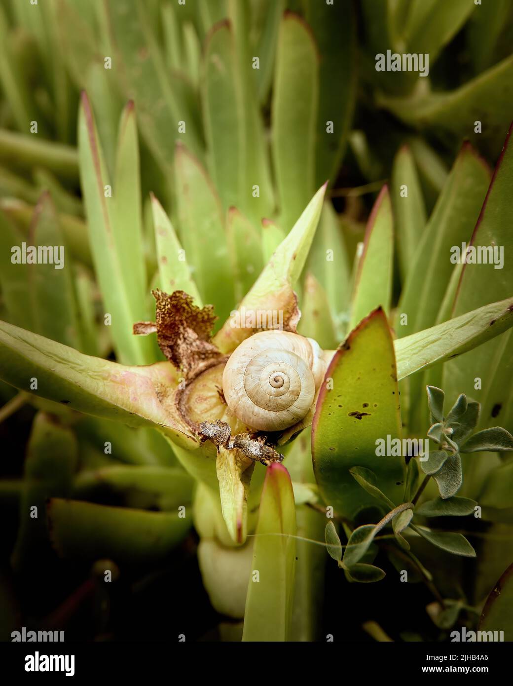 Mediterranean coastal snail hi-res stock photography and images - Alamy