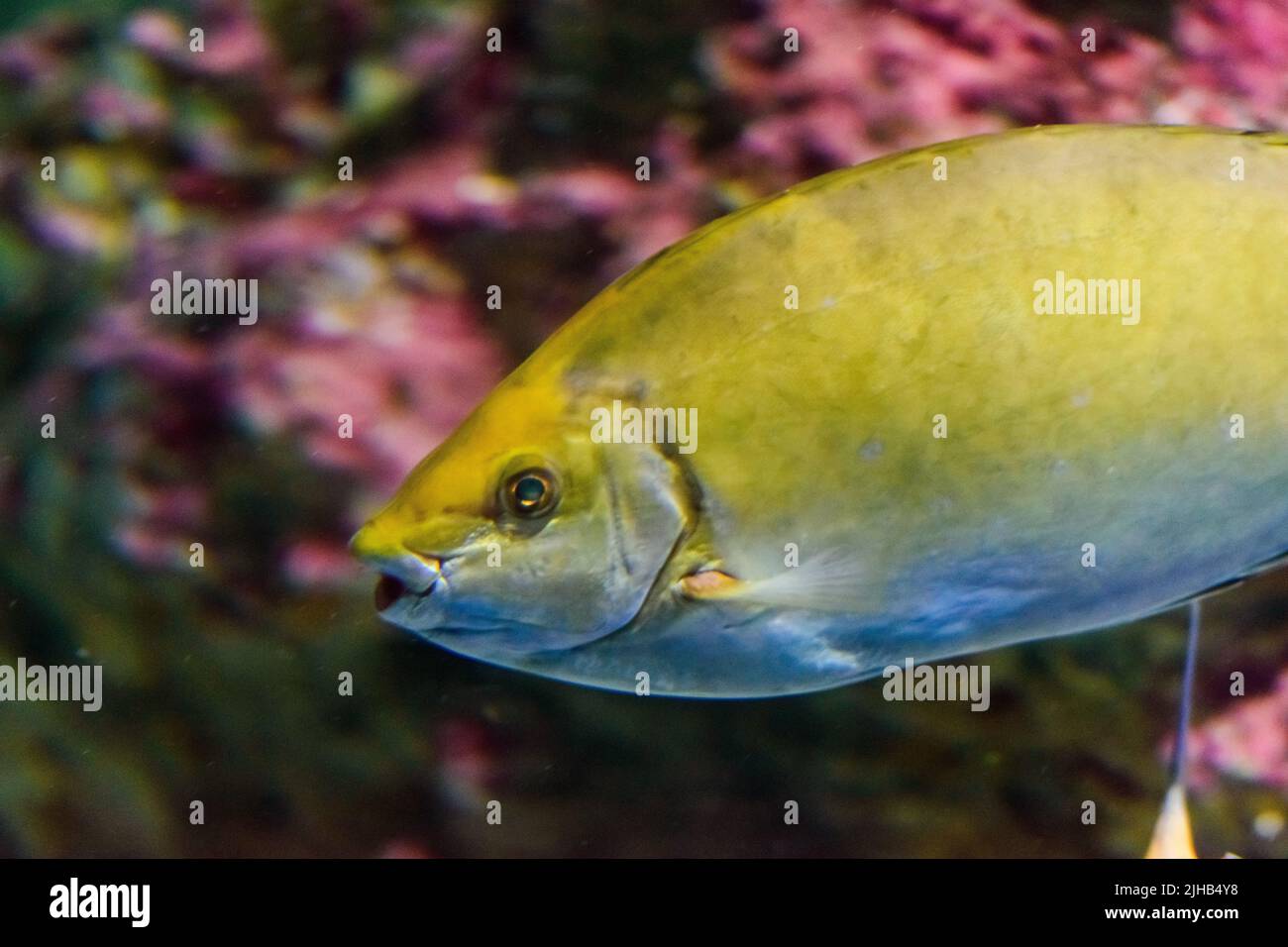 A closeup of a dusky spinefoot (Siganus luridus Stock Photo - Alamy