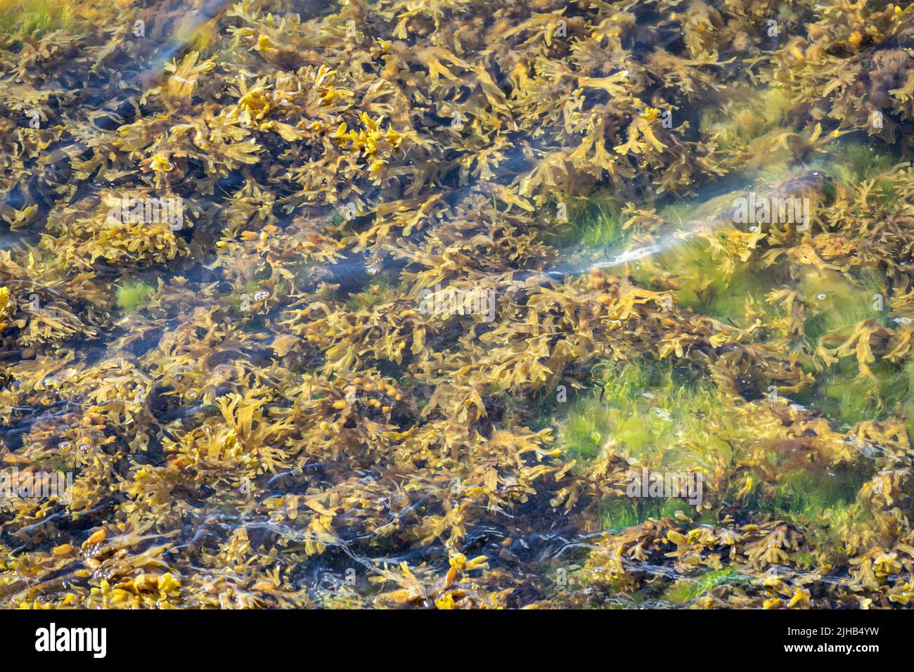 seaweed (Fucus vesiculosus) in the Baltic Sea at the German coast Stock ...