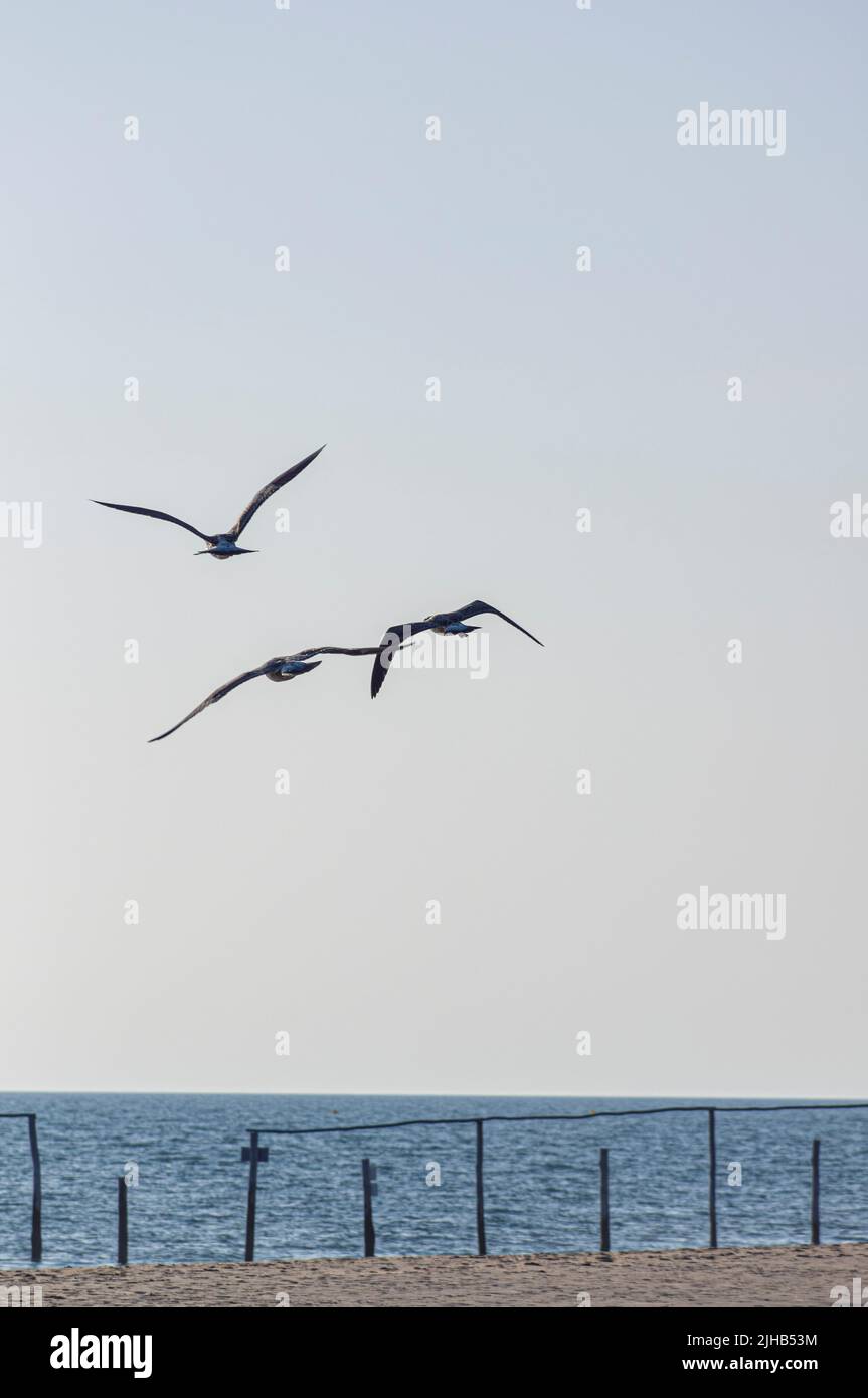 Various sea birds looking for a food on a beach Stock Photo - Alamy