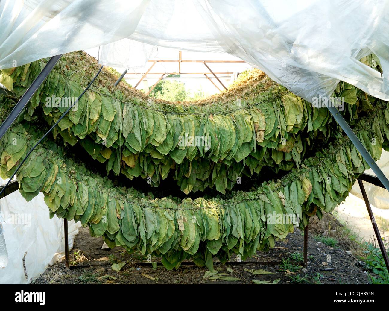Tobacco leaves drying in the shed.Agriculture farmers use tobacco ...