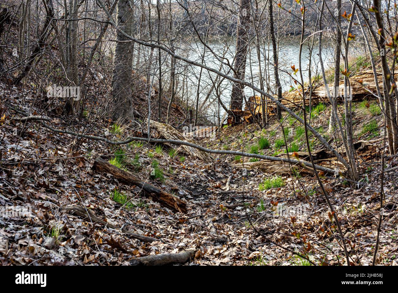Fallen tree branches on the foliage in the background of leafless trees ...