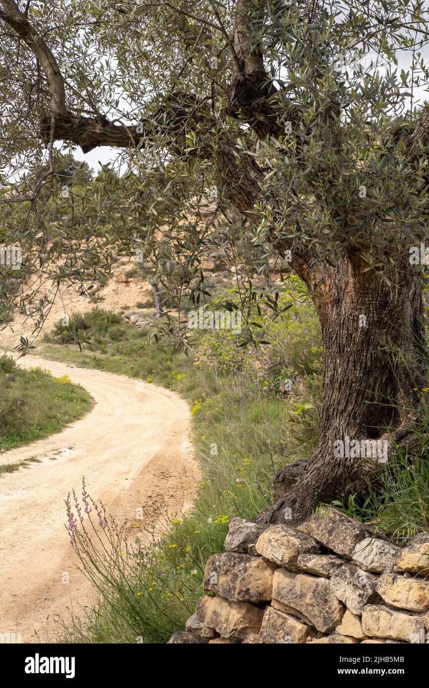 Crooked rural path near Field of olive trees in landscape around the ...