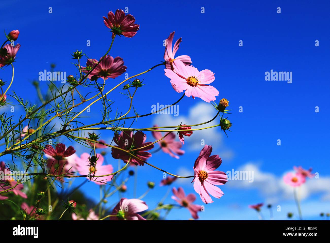beautiful view of Cosmos bipinnatus(Garden cosmos,Mexican aster ...