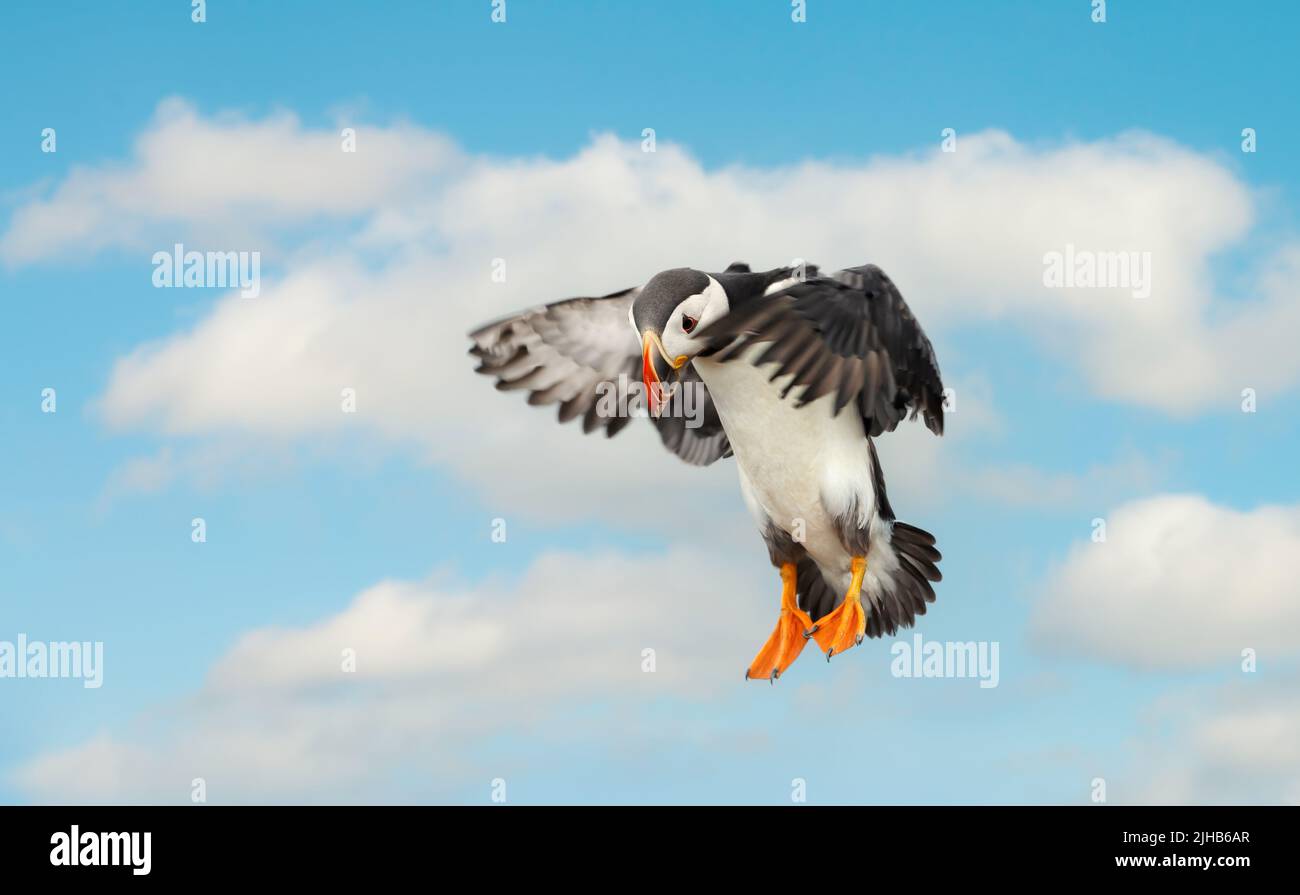 Offshore flight hi-res stock photography and images - Alamy