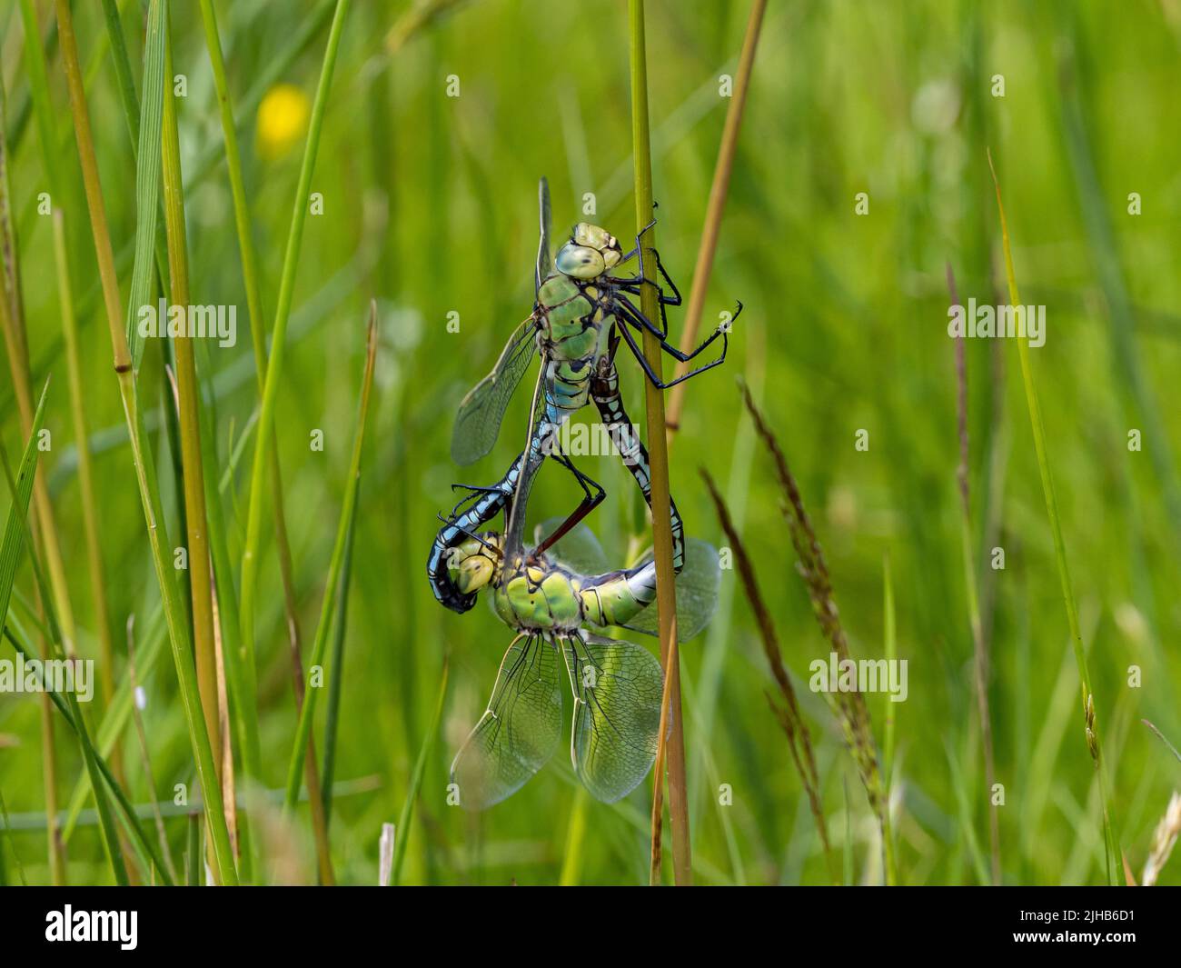 Emperor Dragonflies (Anax imperator), mating. Shropshire Stock Photo ...