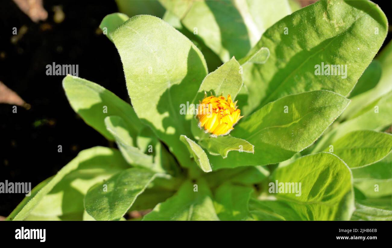 Beautiful flowers of Calendula officinalis in nursery Garden. Also ...