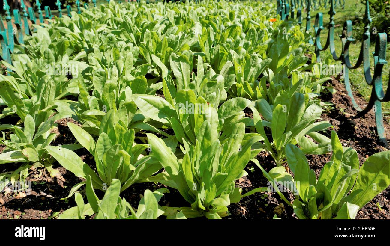 Beautiful flowers of Calendula officinalis in nursery Garden. Also ...