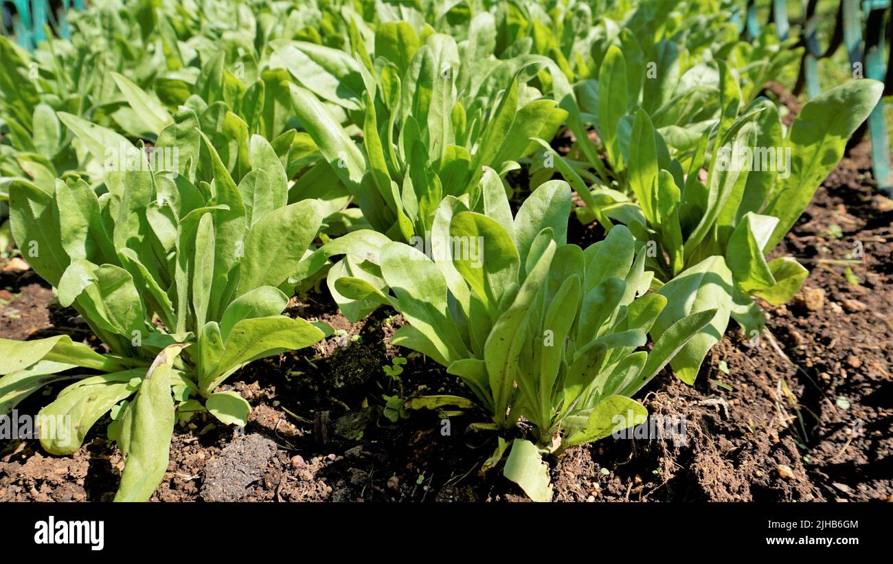 Beautiful flowers of Calendula officinalis in nursery Garden. Also ...