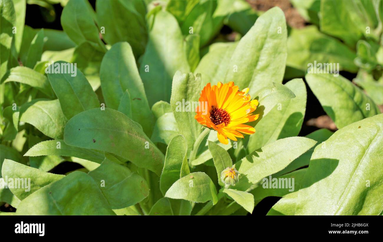Beautiful flowers of Calendula officinalis in nursery Garden. Also ...