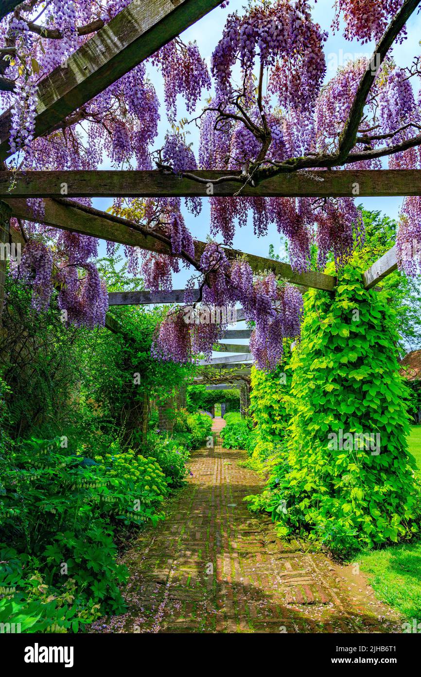 Wisteria pergola hi-res stock photography and images - Alamy