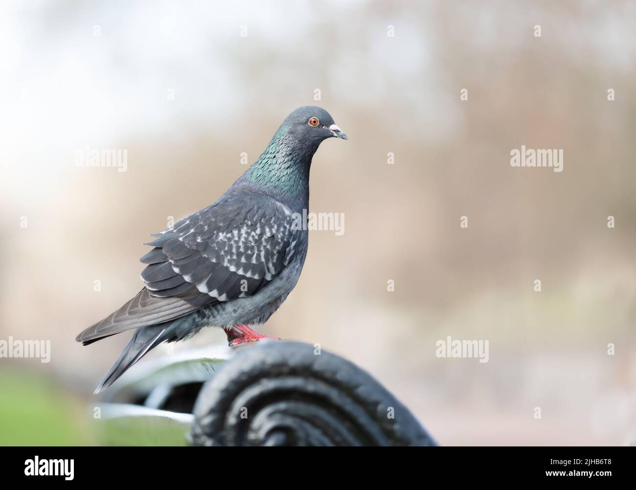 Portrait of a Feral pigeon perched on a metal bench in a park, UK Stock ...