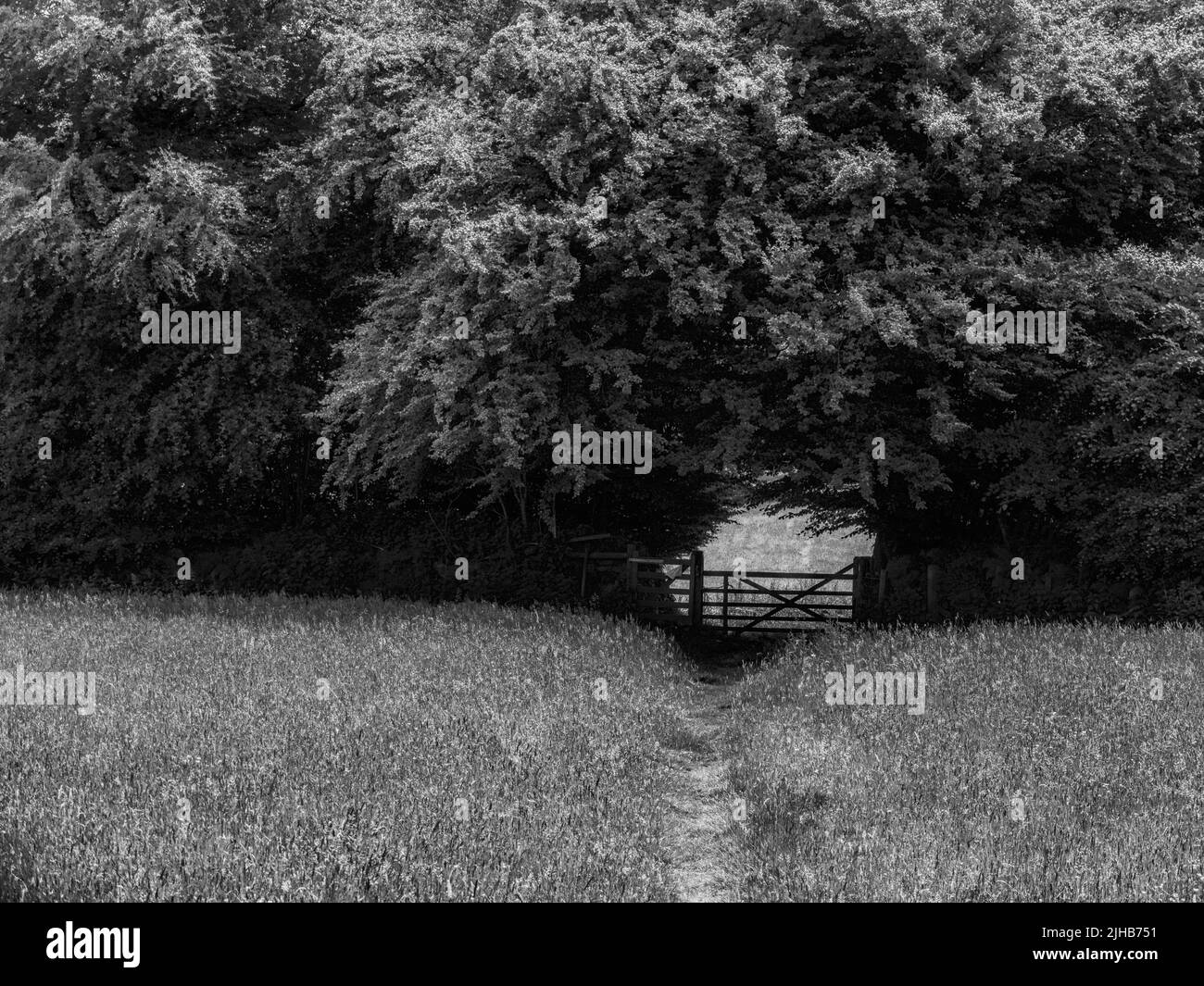 Gateway in tree line Stock Photo - Alamy