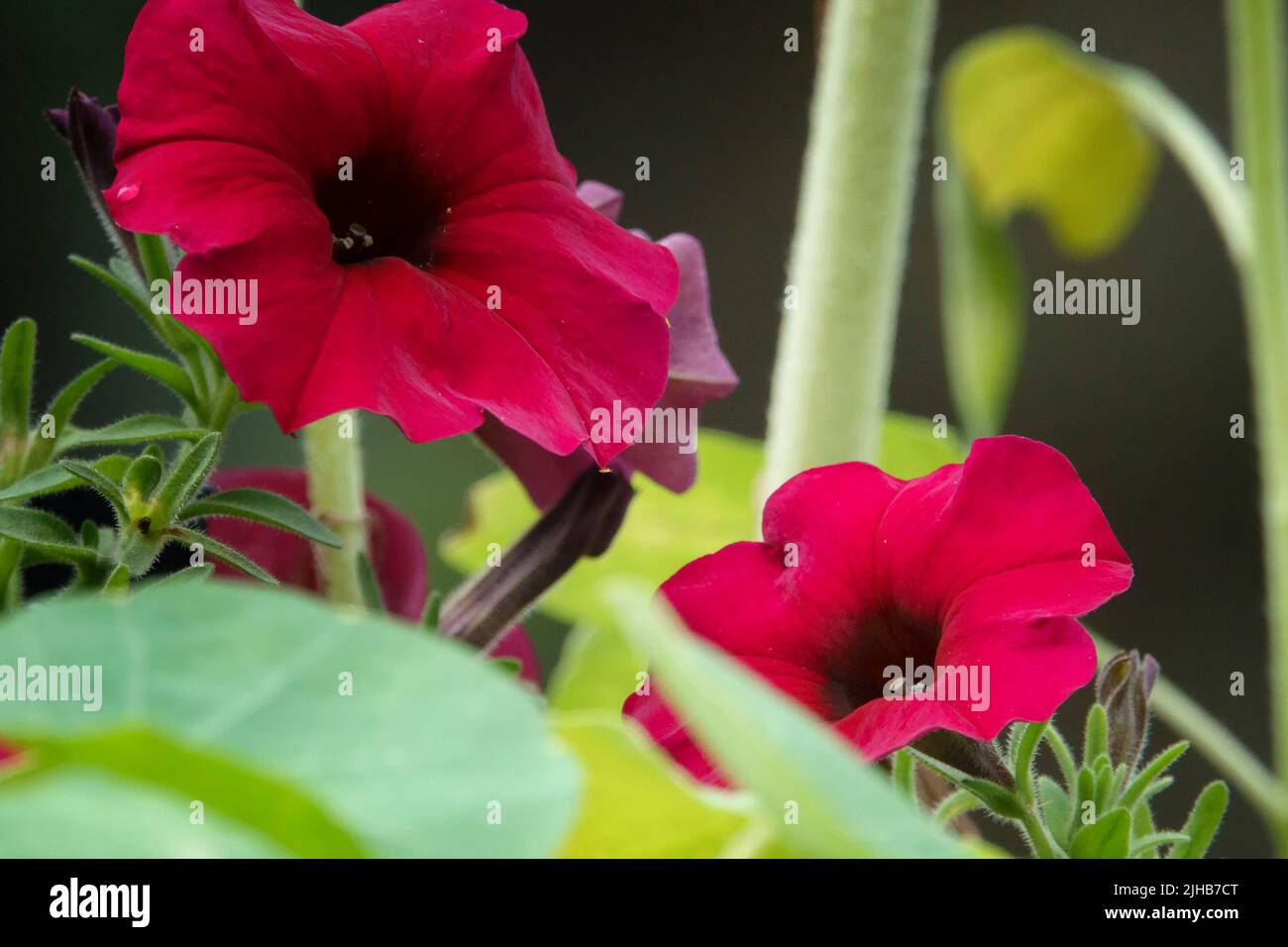 Red petunias hi-res stock photography and images - Alamy
