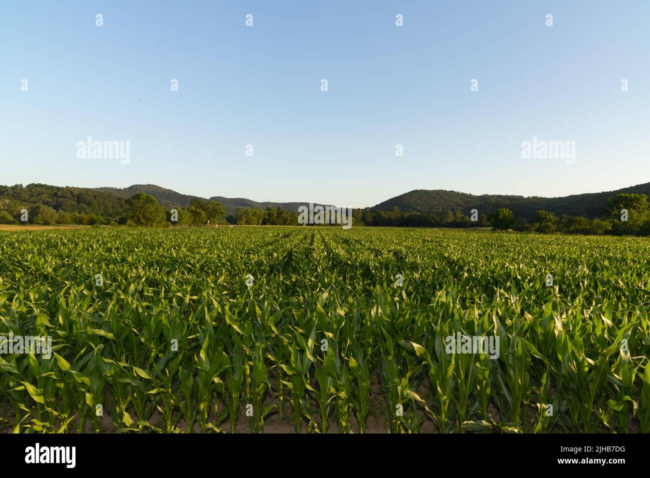 Corn field in the summer Stock Photo - Alamy