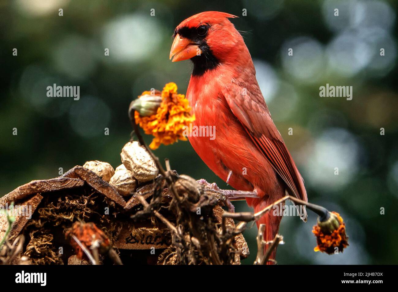 Northern Cardinal lands on the roof of a bird house Stock Photo - Alamy