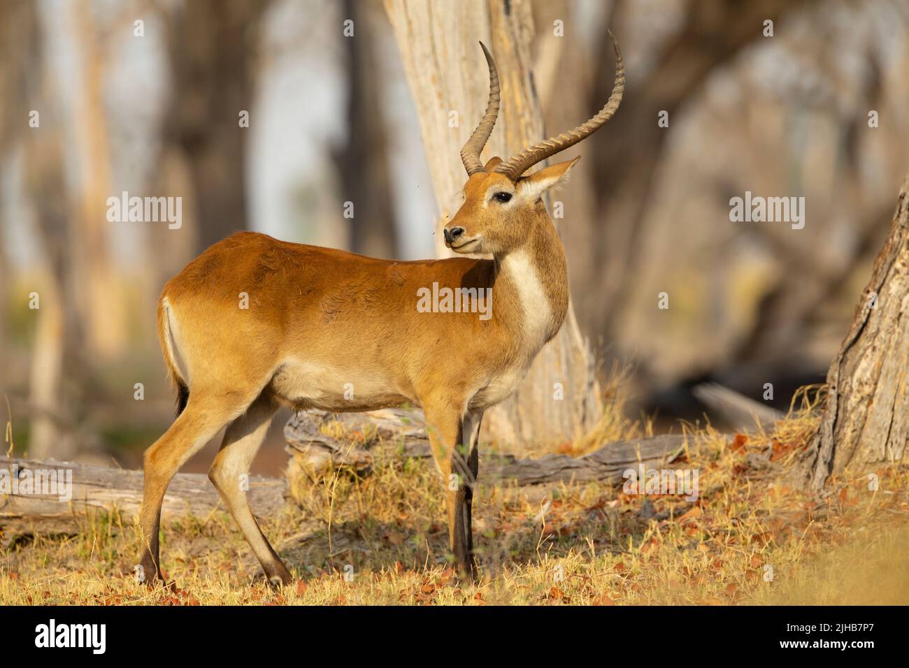 Red buck hi-res stock photography and images - Alamy