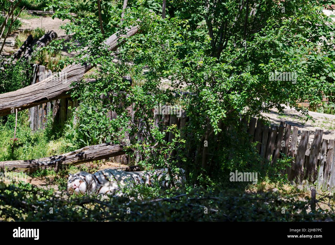 Tiger rests in shade hi-res stock photography and images - Alamy