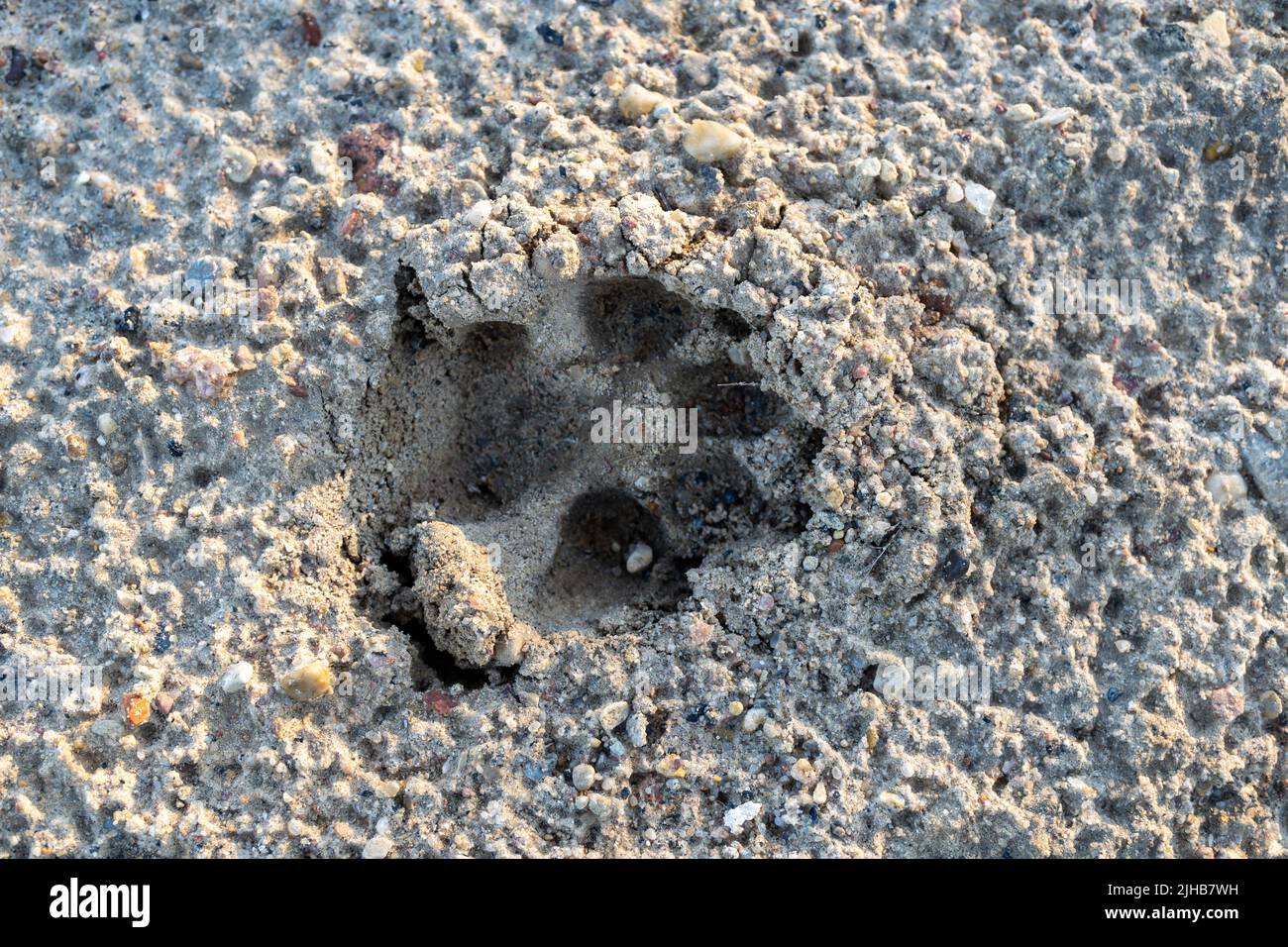 A top view of a footprint of a dog on a sand Stock Photo - Alamy
