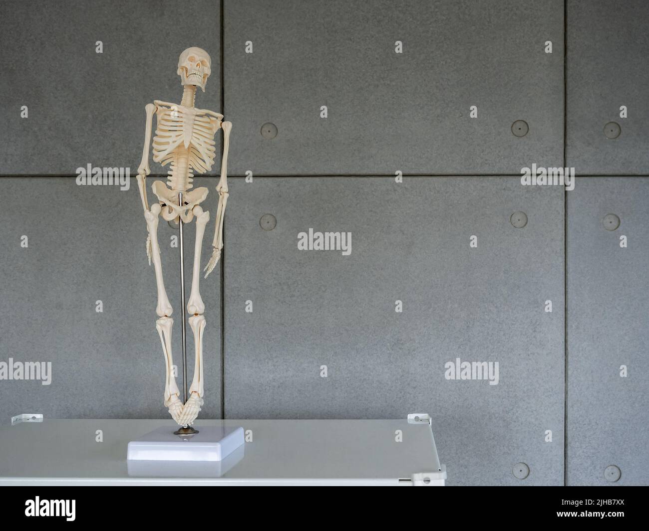 Small body of artificial human skeleton model with stand, front view on ...