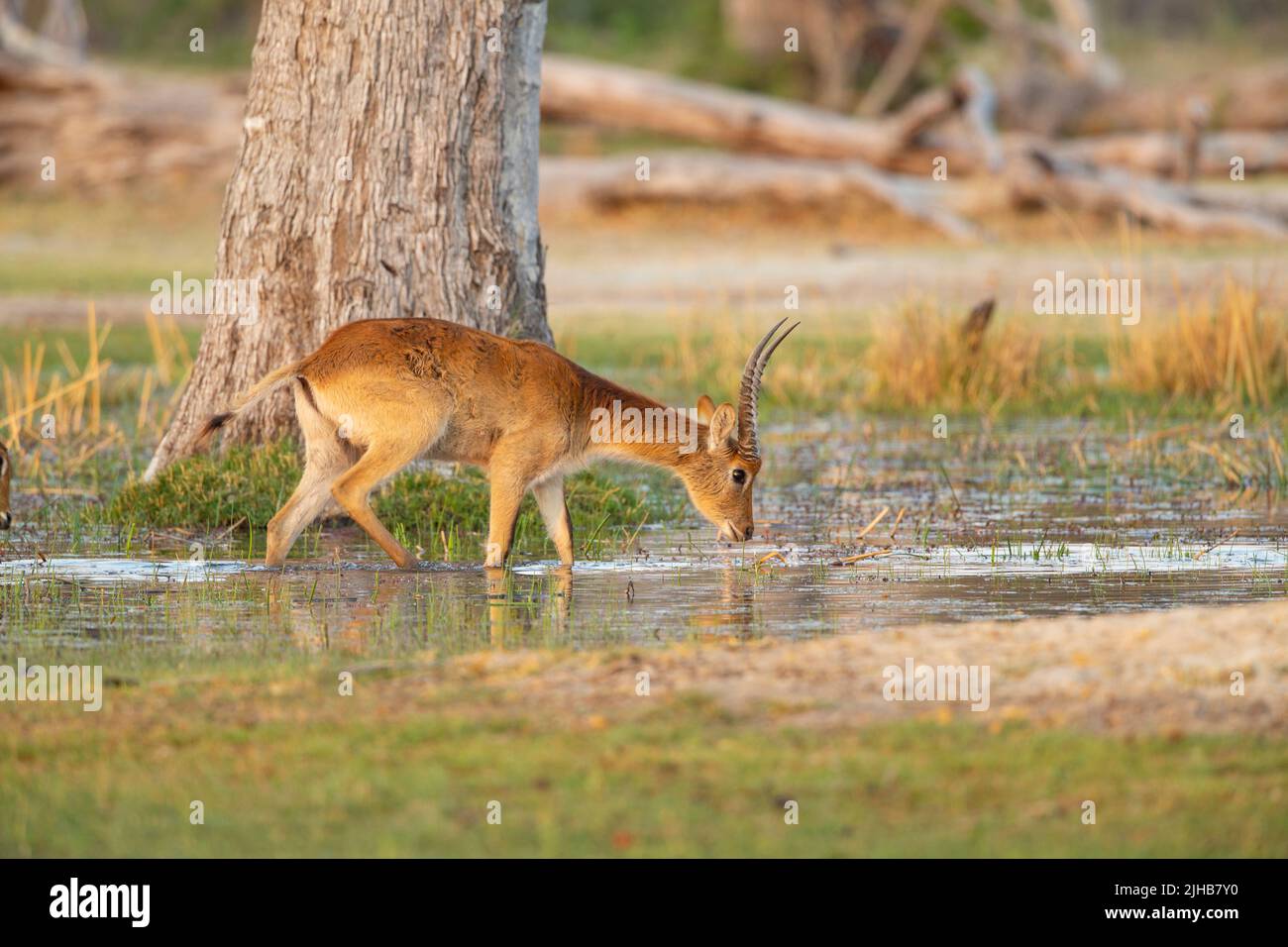 Lechwe (Kobus leche), red lechwe or southern lechwe, buck browsing in ...