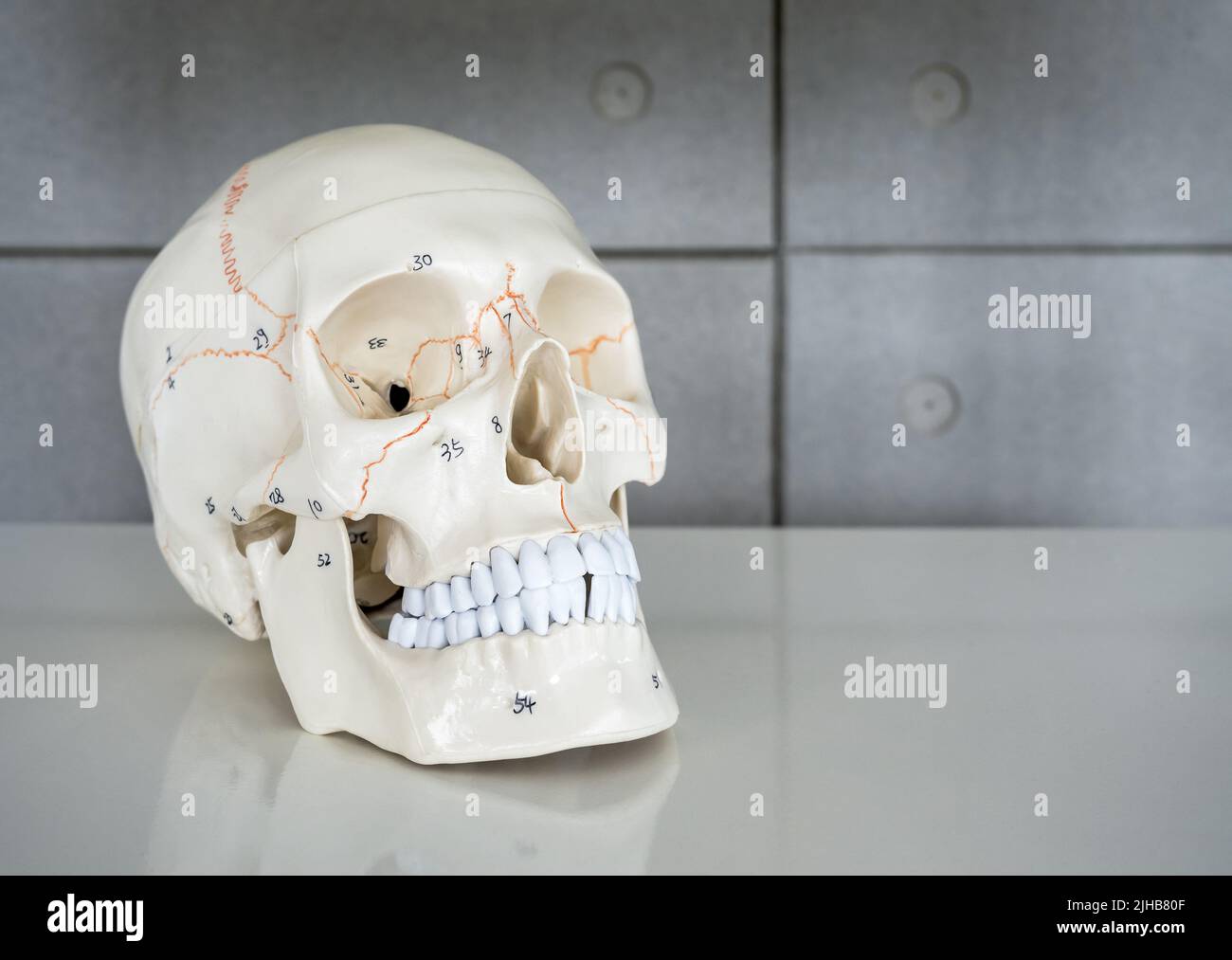 Close up of white human anatomy skull model with medical numbers on ...