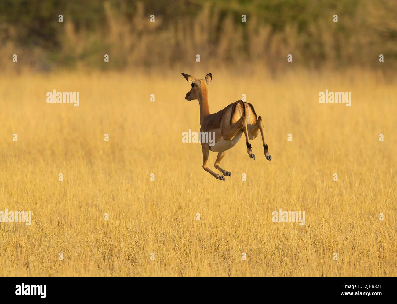 Impala (Aepyceros melampus) running in golden grass Stock Photo - Alamy