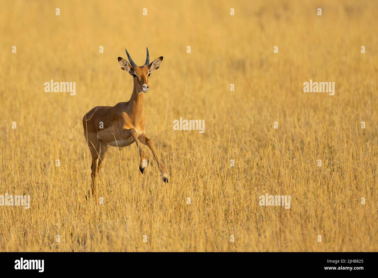 Impala (Aepyceros melampus) running in golden grass Stock Photo - Alamy