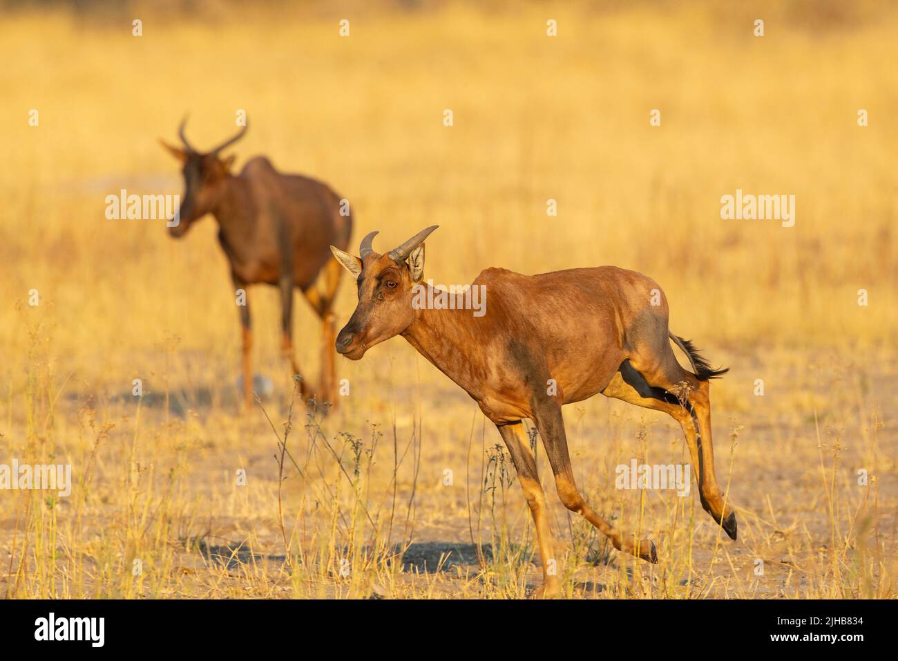 Common Tsessebe or sassaby (Damaliscus lunatus lunatus) running Stock ...