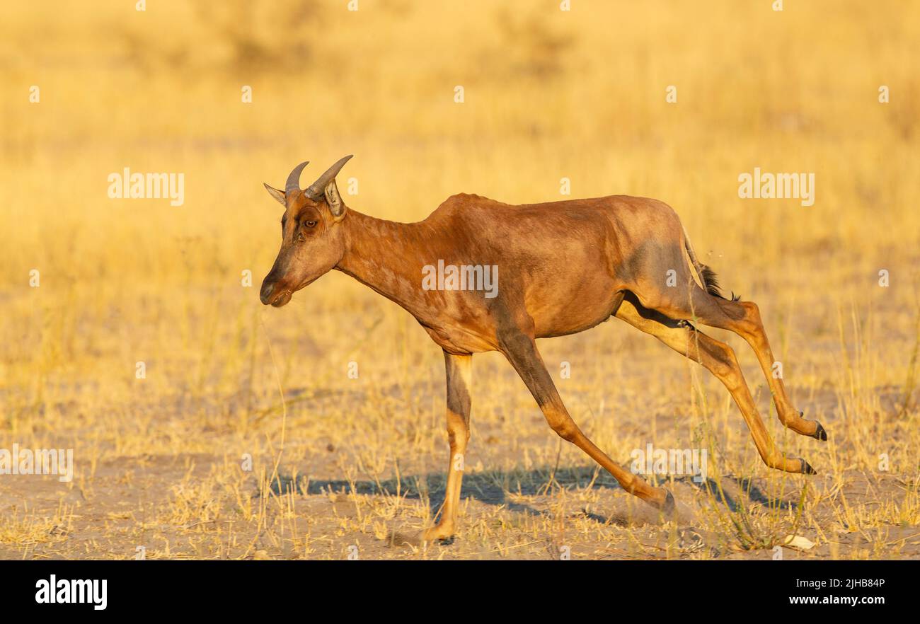 Tsessebe hi-res stock photography and images - Alamy
