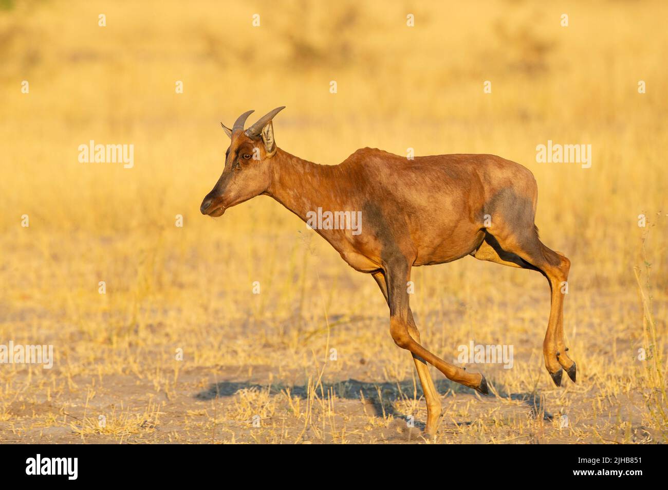 Common Tsessebe or sassaby (Damaliscus lunatus lunatus) running Stock ...