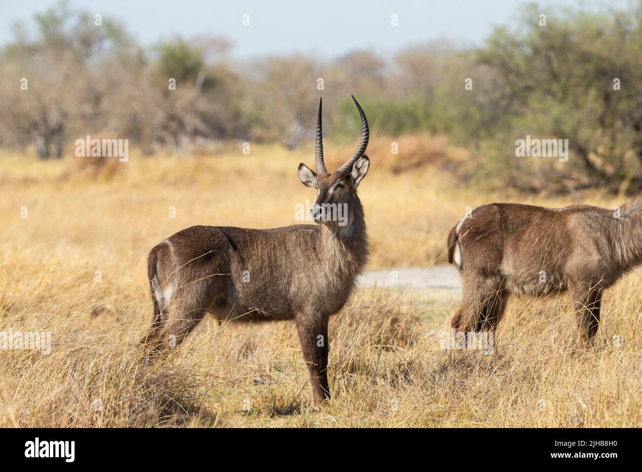 Side view waterbuck hi-res stock photography and images - Alamy