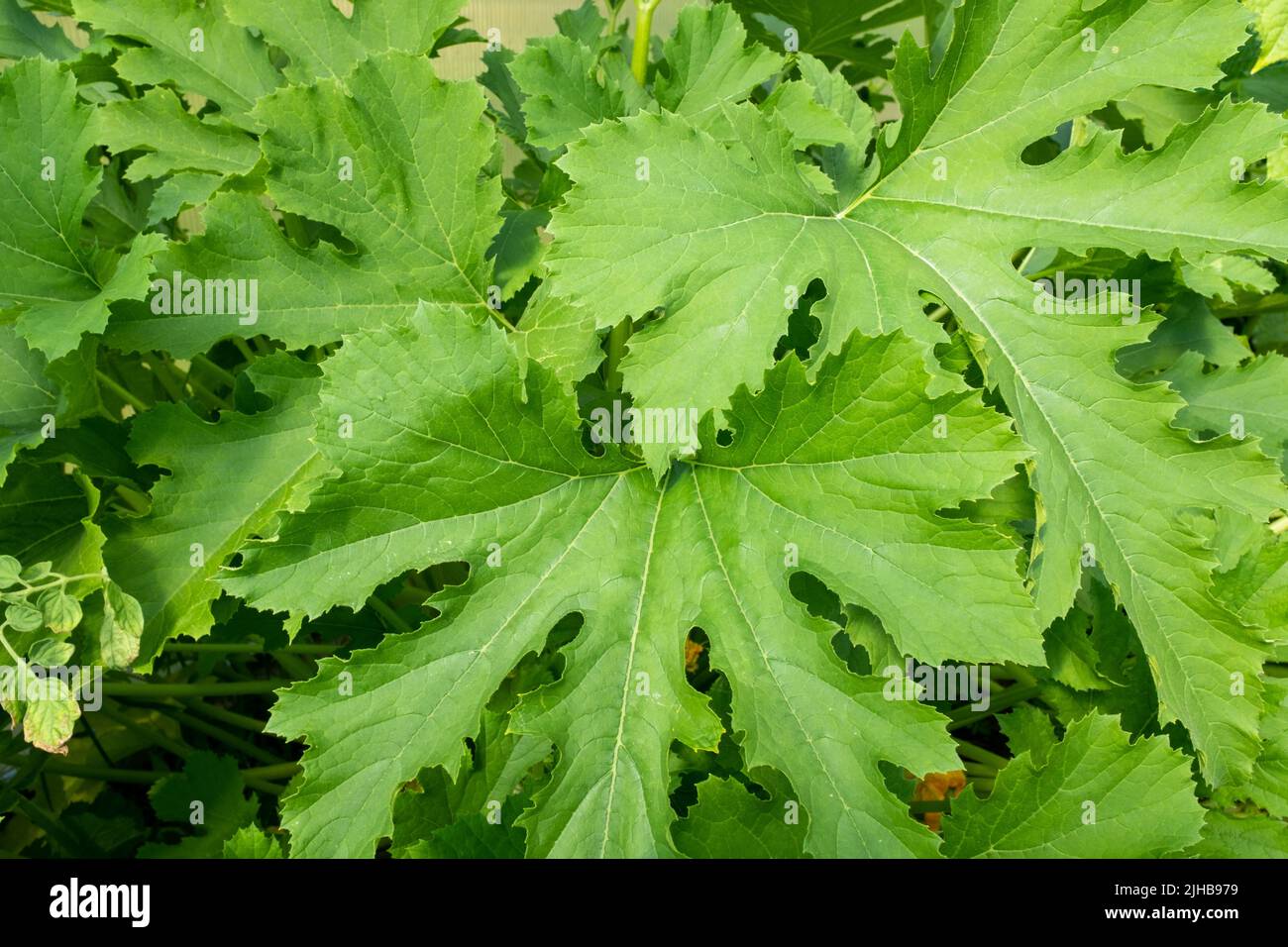 Zuchini plant with green leaves, close-up. Vegetable background from ...