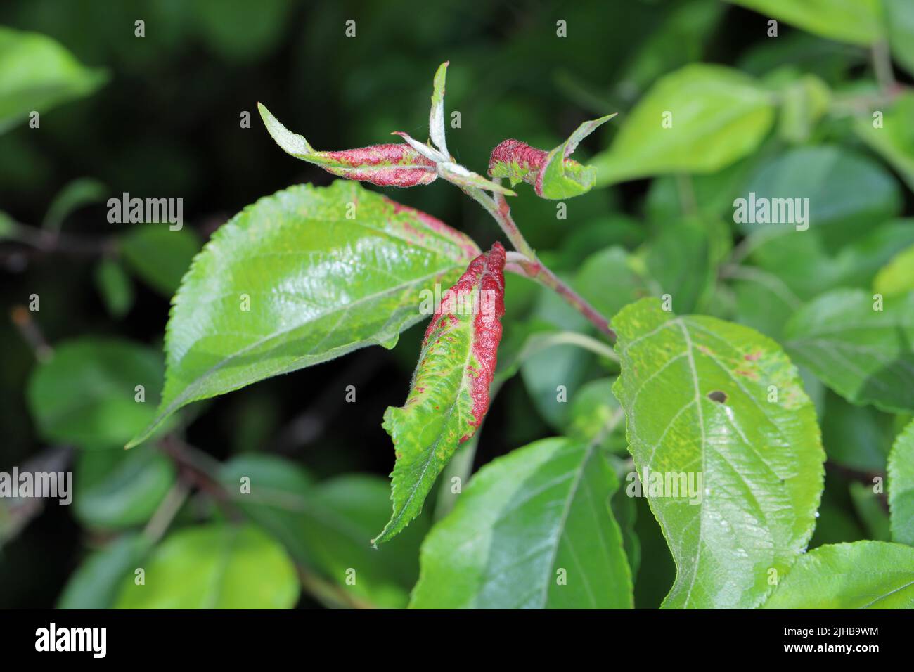 Red discolored apple leaves due to aphids Dysaphis radicicola radicola ...