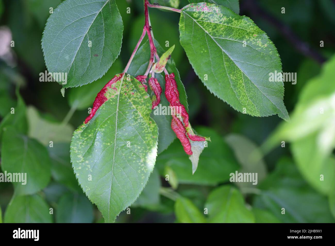 Red discolored apple leaves due to aphids Dysaphis radicicola radicola ...