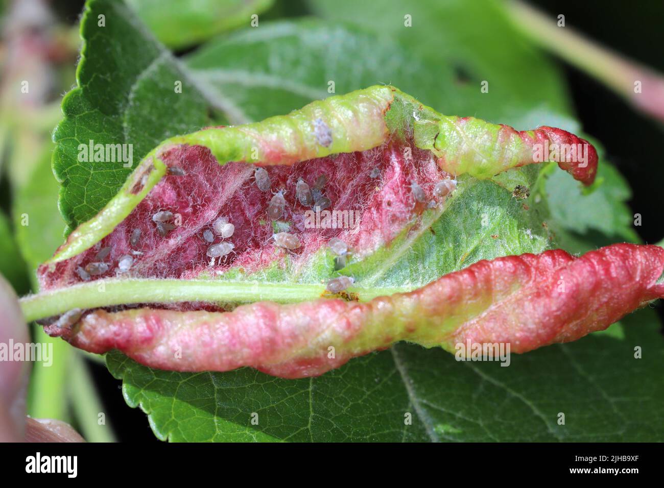 Red discolored apple leaves due to aphids Dysaphis radicicola radicola ...