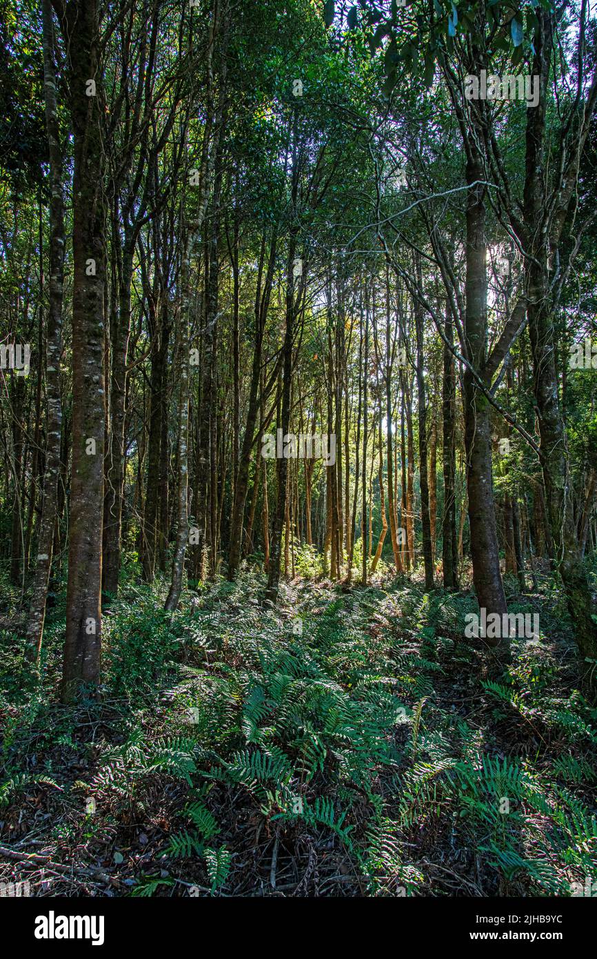 A vertical shot of ferns and trees in the forest in Chile, South ...